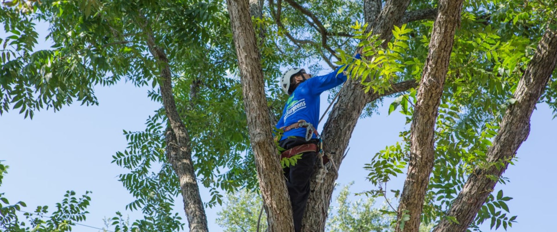 When is the Best Time to Prune Trees? - An Expert's Guide