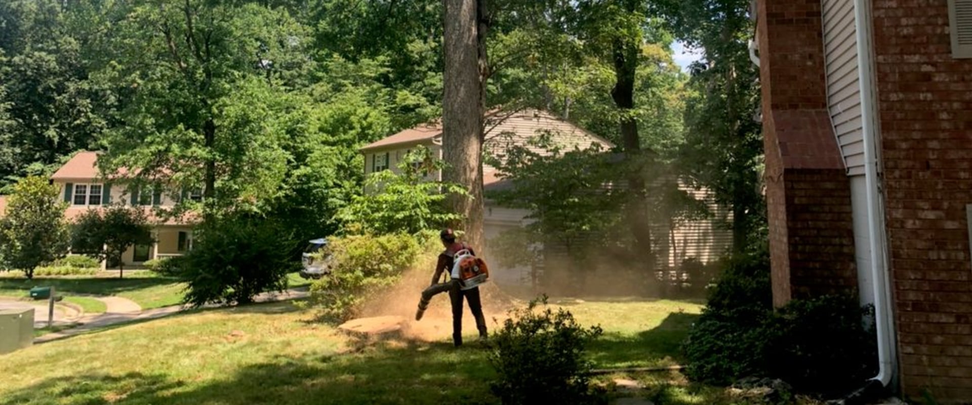 Pruning Shade Trees in Winchester, Virginia: What You Need to Know