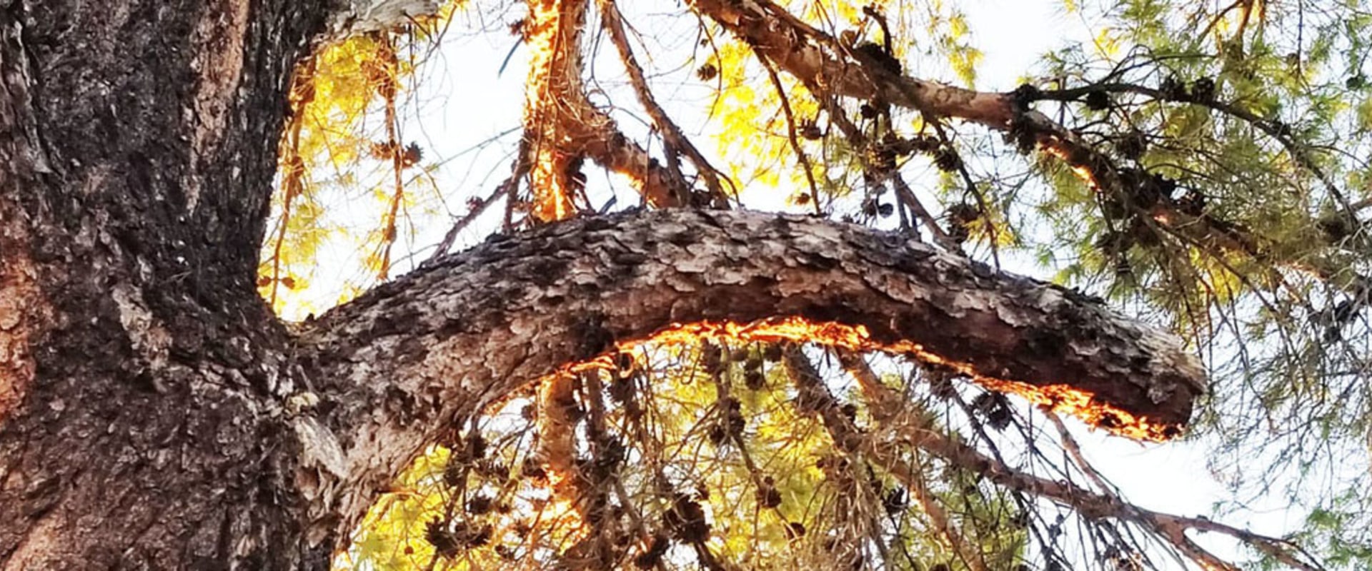 Tree Trimming Techniques: What You Should and Should Not Do